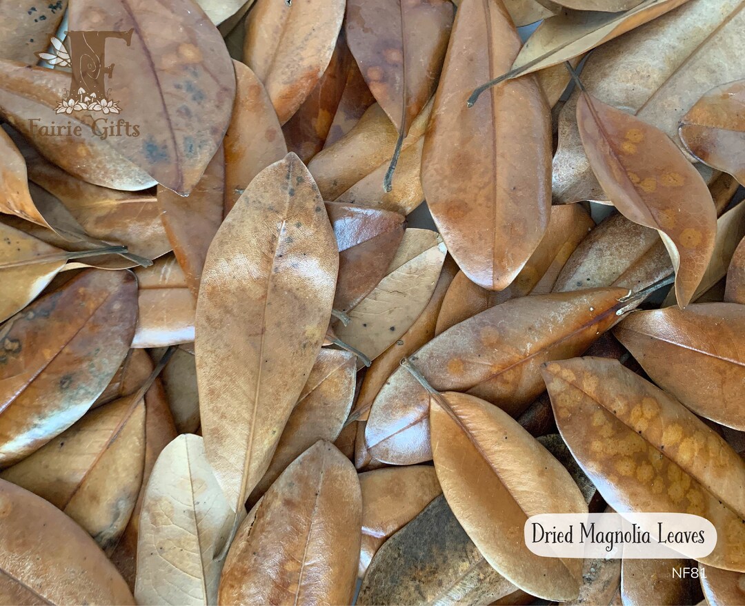 Dried Magnolia Leaves, Assorted Sizes Dried Leaves, Leaf Litter for ...