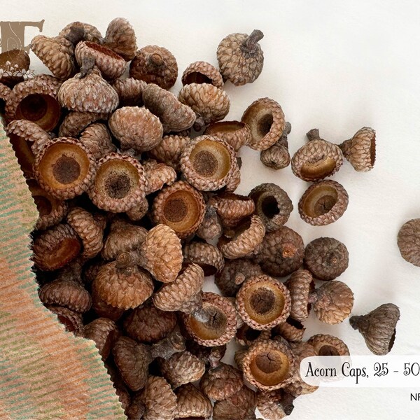 Acorn Caps - Etsy