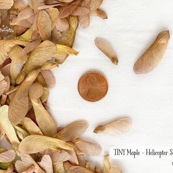 Maple Tree Seeds - Etsy