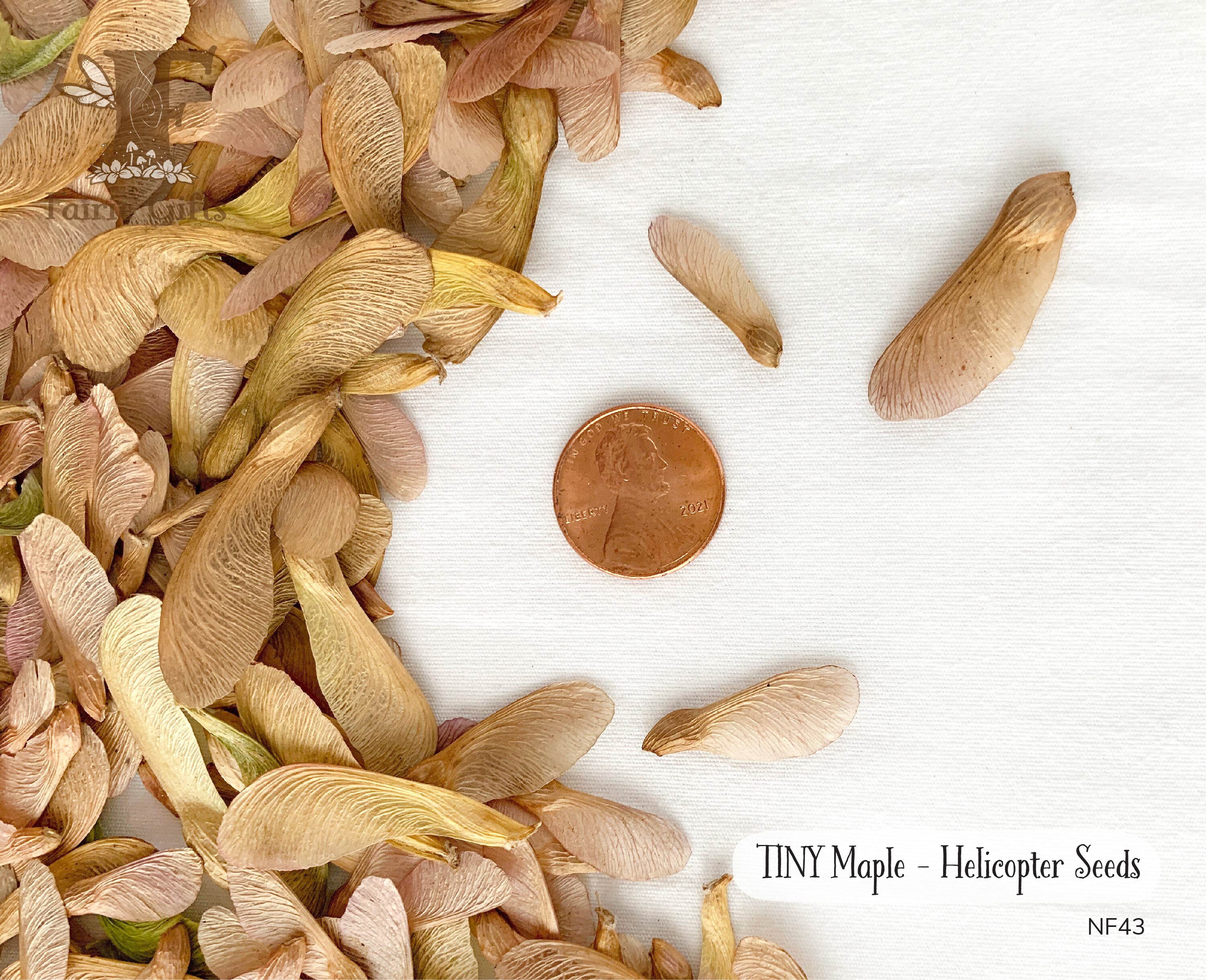 Silver Maple Tree Seeds