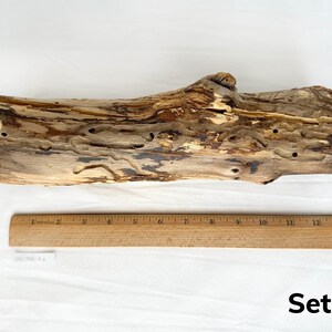 Decay Wood Logs, Scrap/ Seconds Wood for Crafts, Driftwood Logs ...