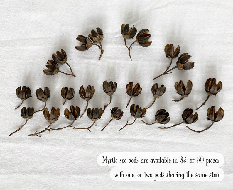 Dried Crepe Myrtle Seed Pods in Assorted Sizes Natural Dried - Etsy