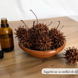 Sweet Gum Tree Balls by DOZEN, LARGE Sweet Gum Seed Pods, 8 Pcs Rustic ...