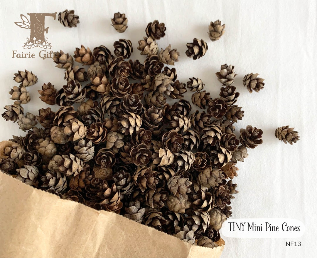 Tiny Mini Pine Cones, 25, 50 Ct., Hemlock Tree Pine Cones, Natural Holiday Craft, Rustic ...
