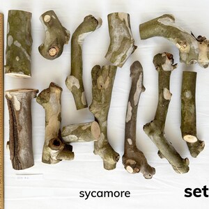 SCRAP Mini Wood Logs 10-16ct, Seconds Wood for Crafts, Tree Supply ...