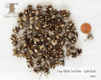 Dried Crepe Myrtle Seed Pods in Assorted Sizes, Natural Dried Mini ...