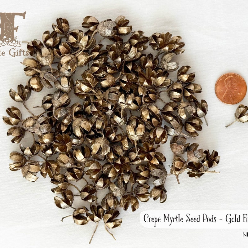 Dried Seed Pods - Etsy