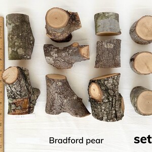 SCRAP Mini Wood Logs 10-16ct, Seconds Wood for Crafts, Tree Supply ...