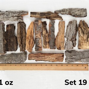 Maple Bark 11-11.5 Oz, Natural Bark Flats, Hardwood Bark, Curvy Bark ...