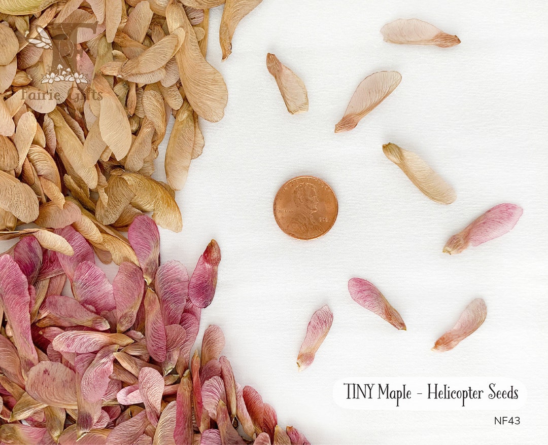 Dried Maple Seeds 25-100 Ct, Tiny Helicopter Seeds, Samara Spouts, Mini ...