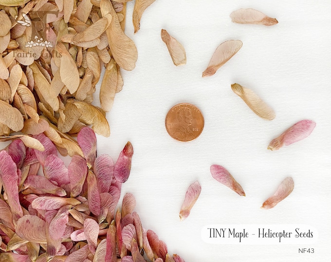 Dried Crepe Myrtle Seed Pods in Assorted Sizes, Natural Dried Mini ...