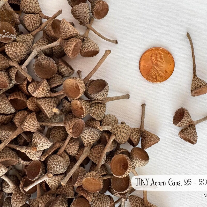 Acorn Caps - Etsy