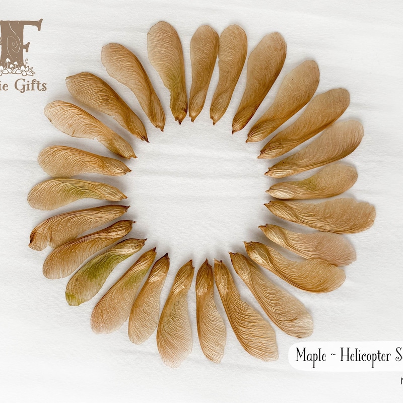 Helicopter Seed - Etsy