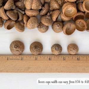 Acorn Caps 25-40 Ct, Small-medium Acorn Tops, Organic Acorn Hats, Dried ...