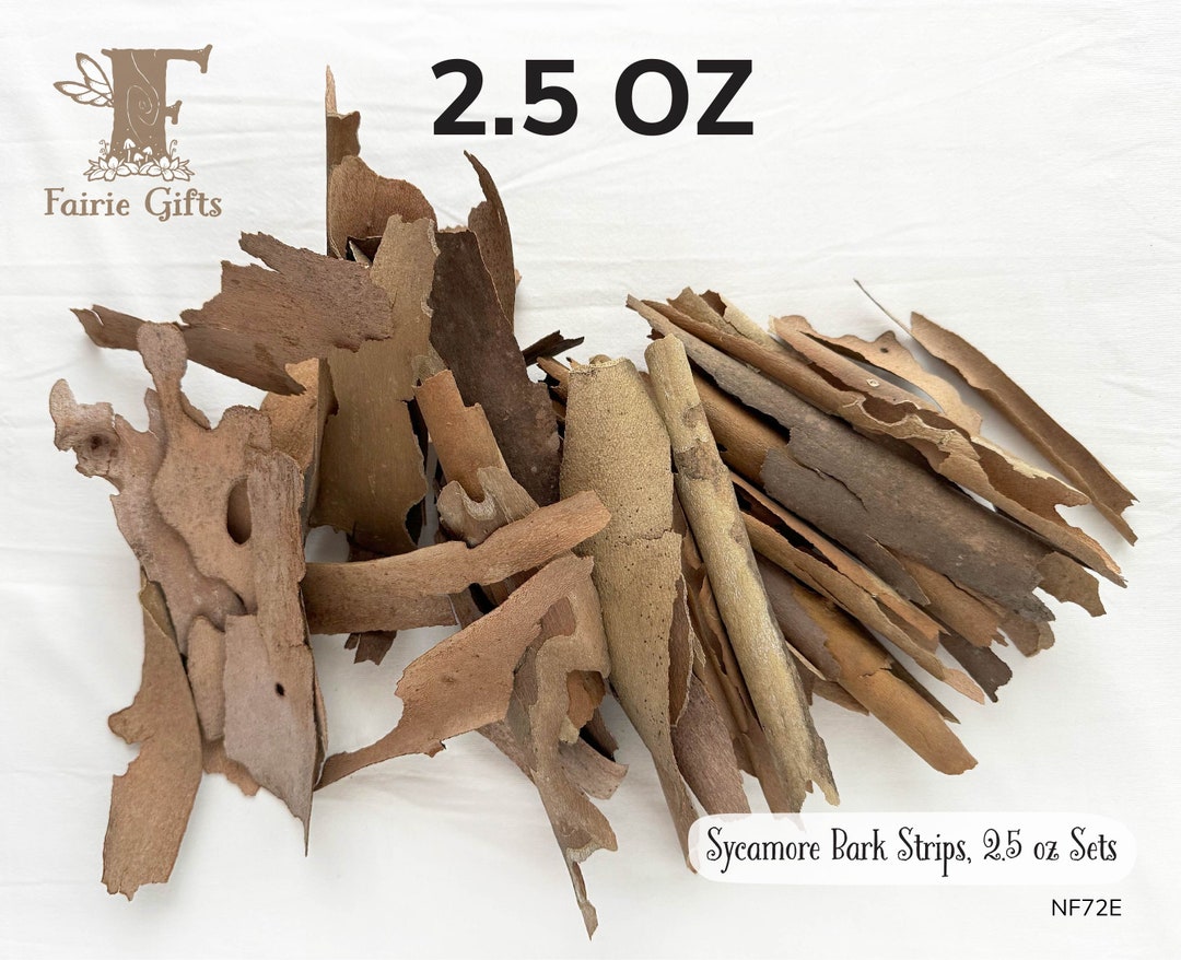 Sycamore Bark 2.5 Oz, Natural Tree Bark, Curly Bark Pieces, Forest ...