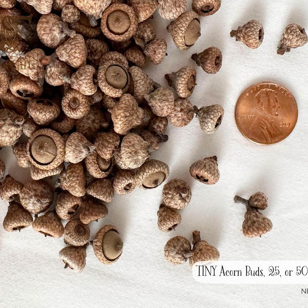 Mini Acorns - Etsy
