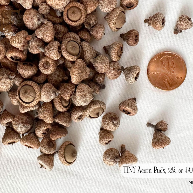 Miniature Acorns - Etsy
