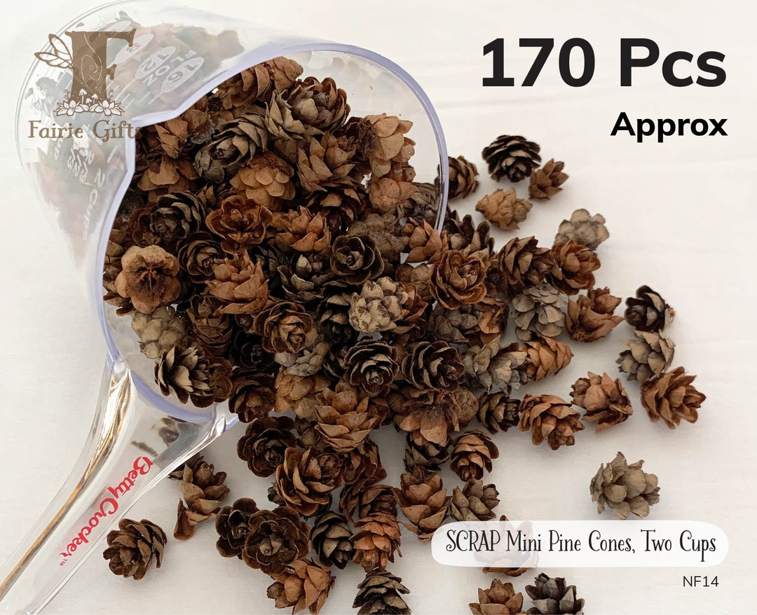 SCRAP Mini Pine Cones, 2 Cups, Hemlock Tree Scrap Pine Cones, Natural ...