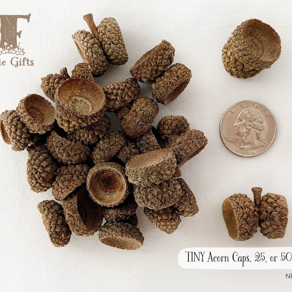 Acorn Caps - Etsy