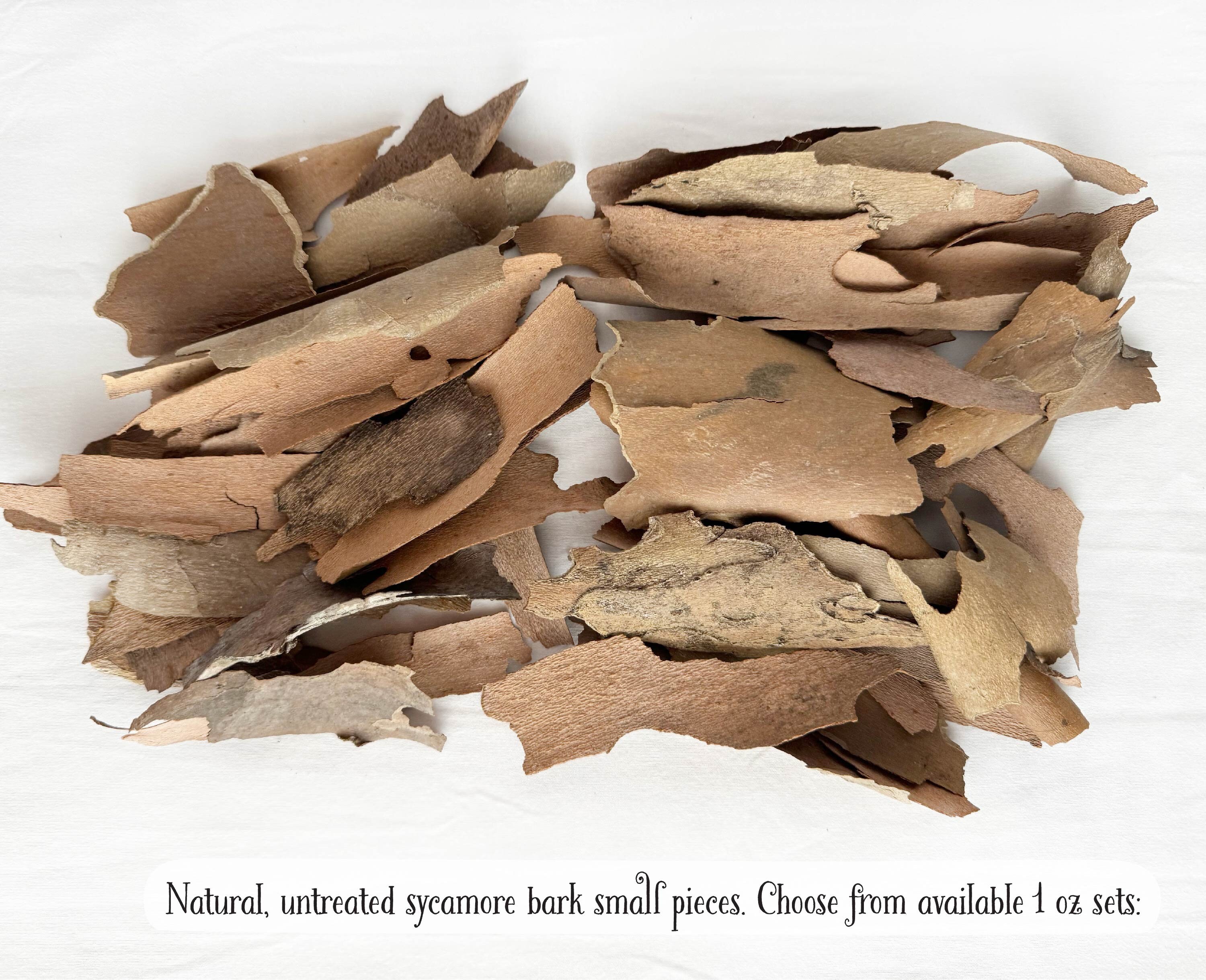 Sycamore Bark 1 Oz, Natural Tree Bark, Curly Bark Pieces, Forest Craft ...