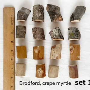 SCRAP Mini Wood Logs 10-16ct, Seconds Wood for Crafts, Tree Supply ...