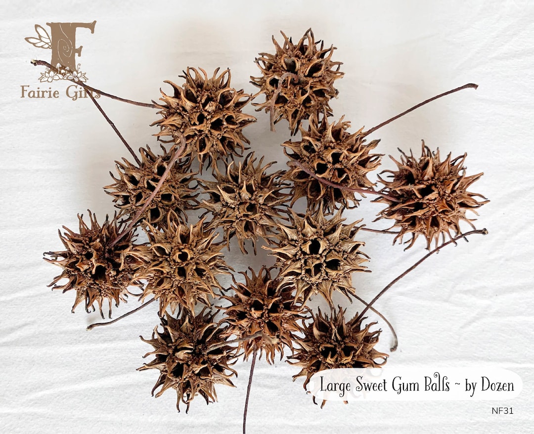 Sweet Gum Tree Balls by DOZEN, LARGE Sweet Gum Seed Pods, 8 Pcs Rustic ...