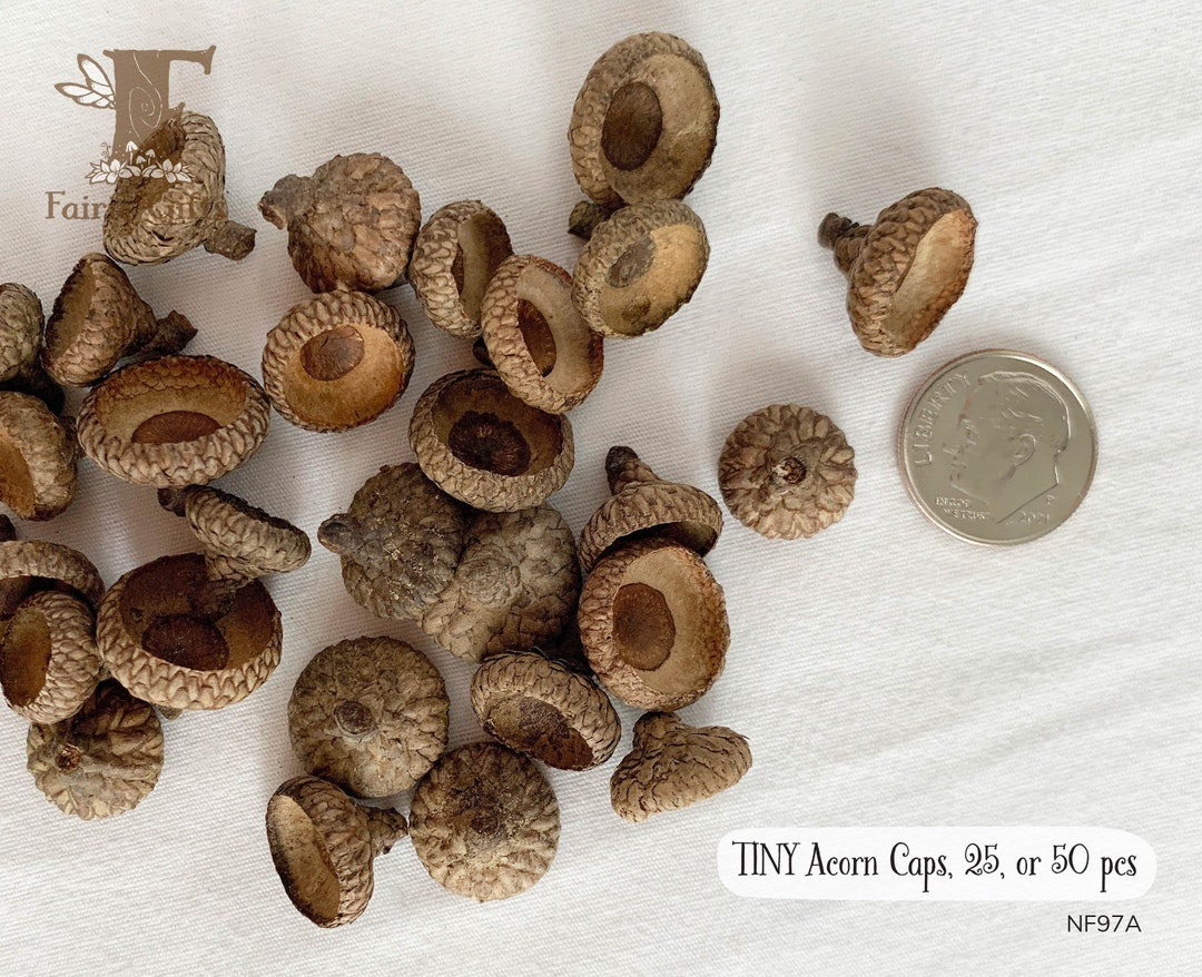 TINY Acorn Caps 25-50 Ct, Mini Acorn Tops, Cute Acorn Hats, Southern ...