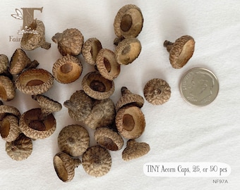 TINY Acorn Buds 25-50 Ct, Mini Acorn Buds, Cute Acorns, Southern Red ...