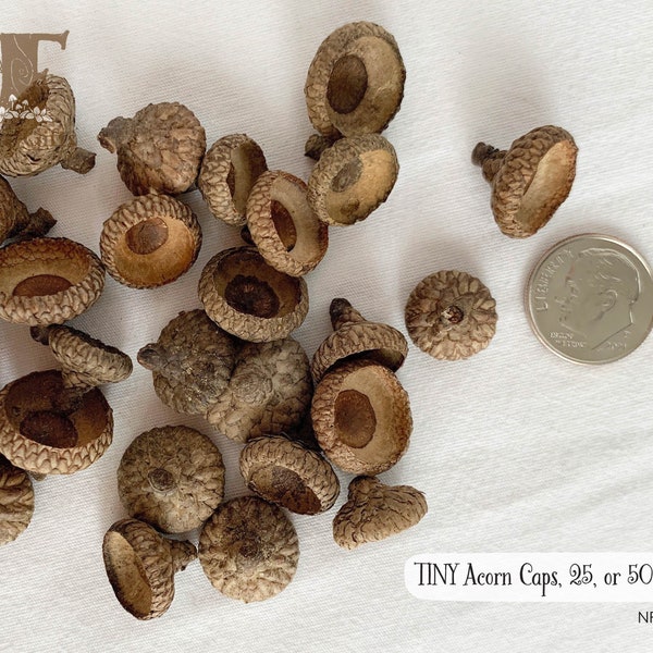 Acorn Caps - Etsy