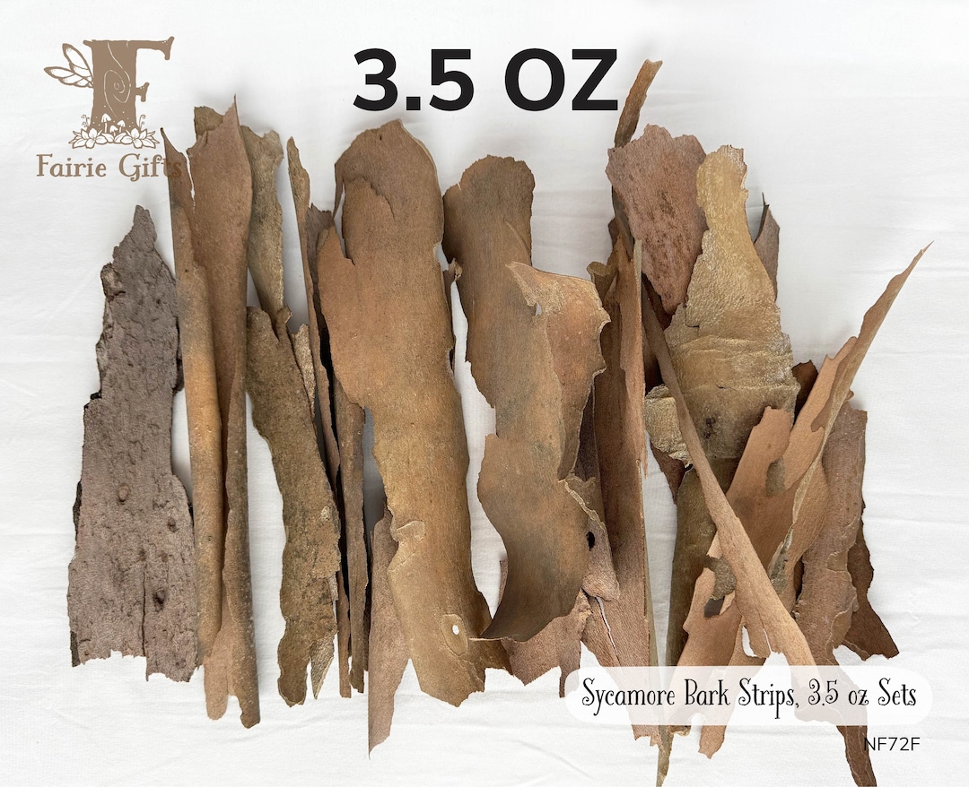 Sycamore Bark 3.5 Oz, Natural Tree Bark, Curly Bark Pieces, Forest ...