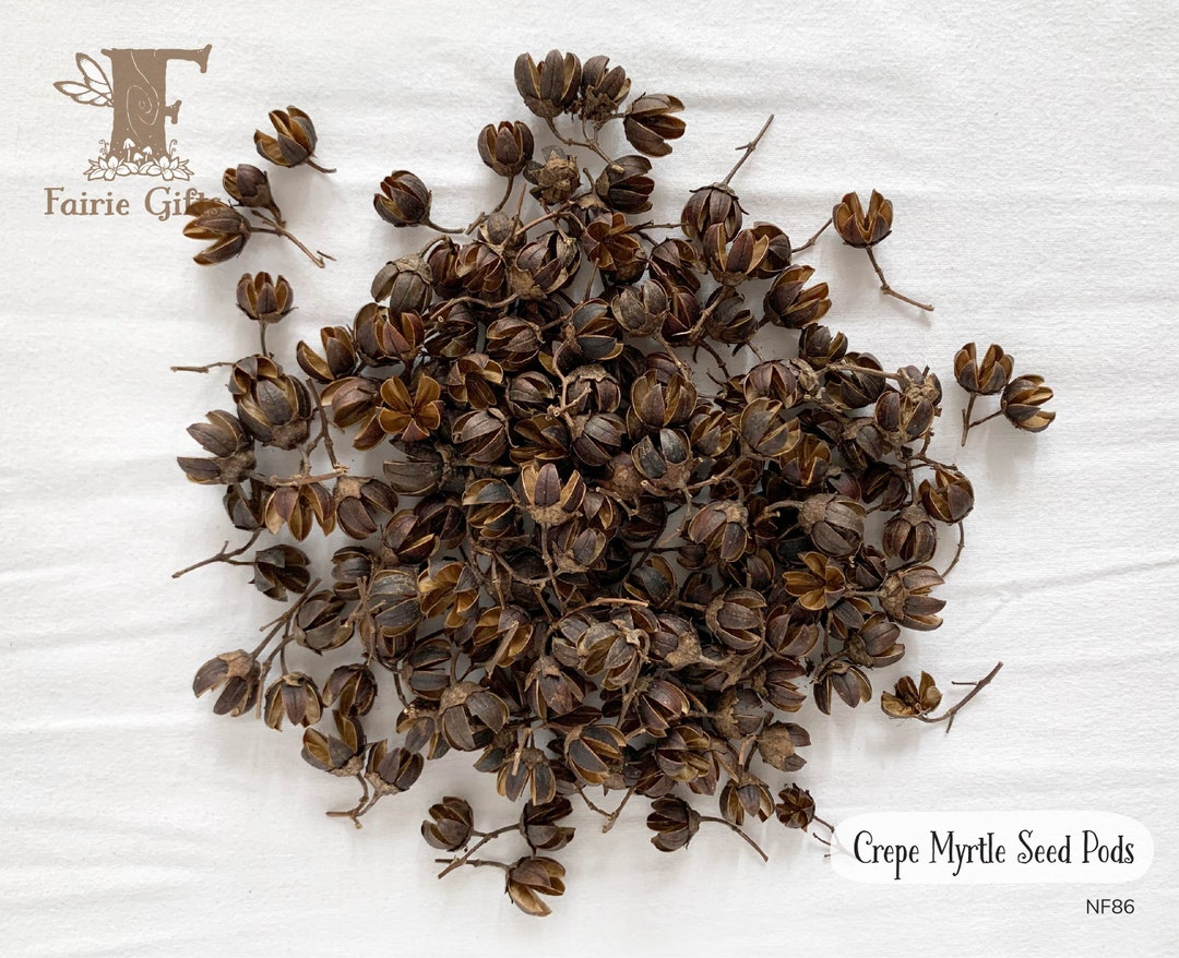 Dried Crepe Myrtle Seed Pods in Assorted Sizes, Natural Dried Mini ...