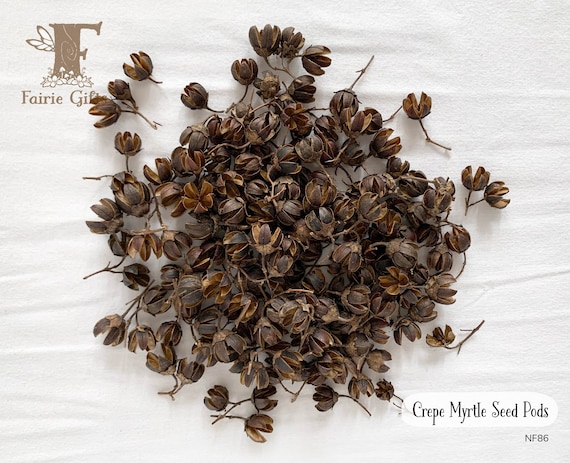 Dried Crepe Myrtle Seed Pods in Assorted Sizes Natural Dried - Etsy