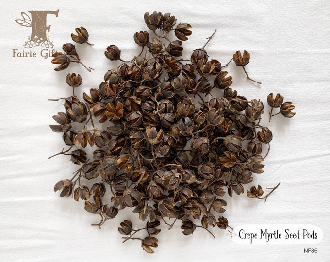 Dried Crepe Myrtle Seed Pods in Assorted Sizes, Natural Dried Mini ...