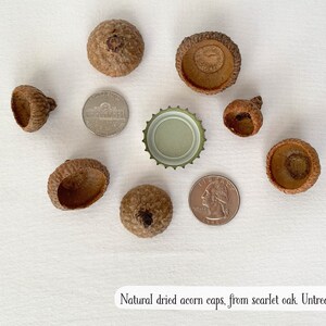 Acorn Caps 25-40 Ct, Small-medium Acorn Tops, Organic Acorn Hats, Dried ...