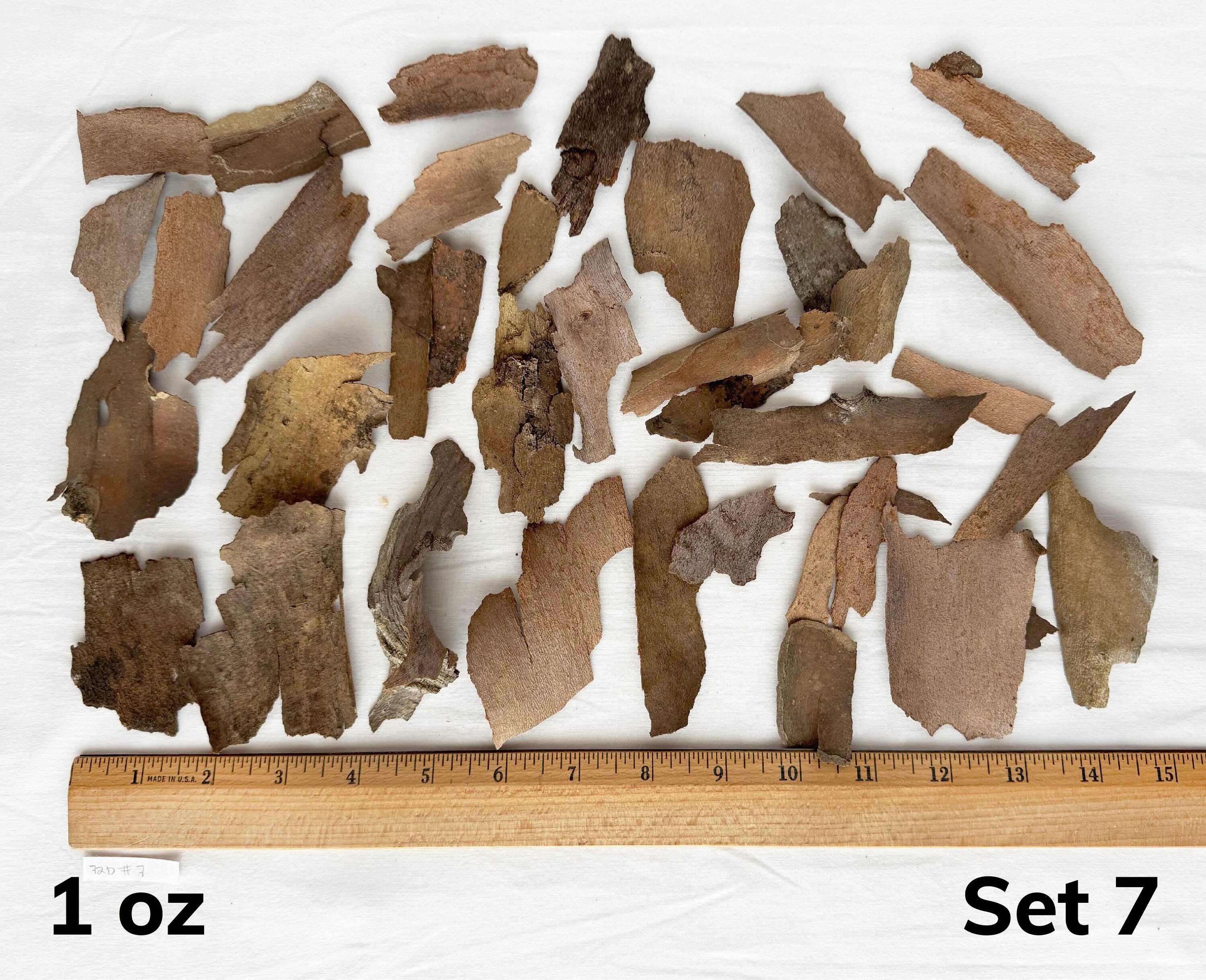Sycamore Bark 1 Oz, Natural Tree Bark, Curly Bark Pieces, Forest Craft ...