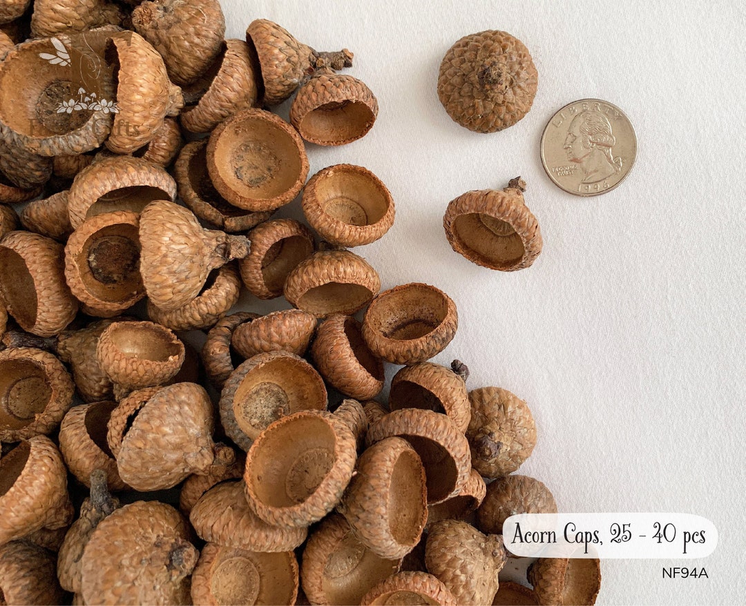 Acorn Caps 25-40 Ct, Small-medium Acorn Tops, Organic Acorn Hats, Dried ...