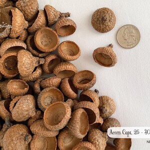 Acorn Caps 25-40 Ct, Small-medium Acorn Tops, Organic Acorn Hats, Dried ...