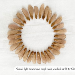 Dried Maple Seeds 25-100 Ct, Tiny Helicopter Seeds, Samara Spouts, Mini ...