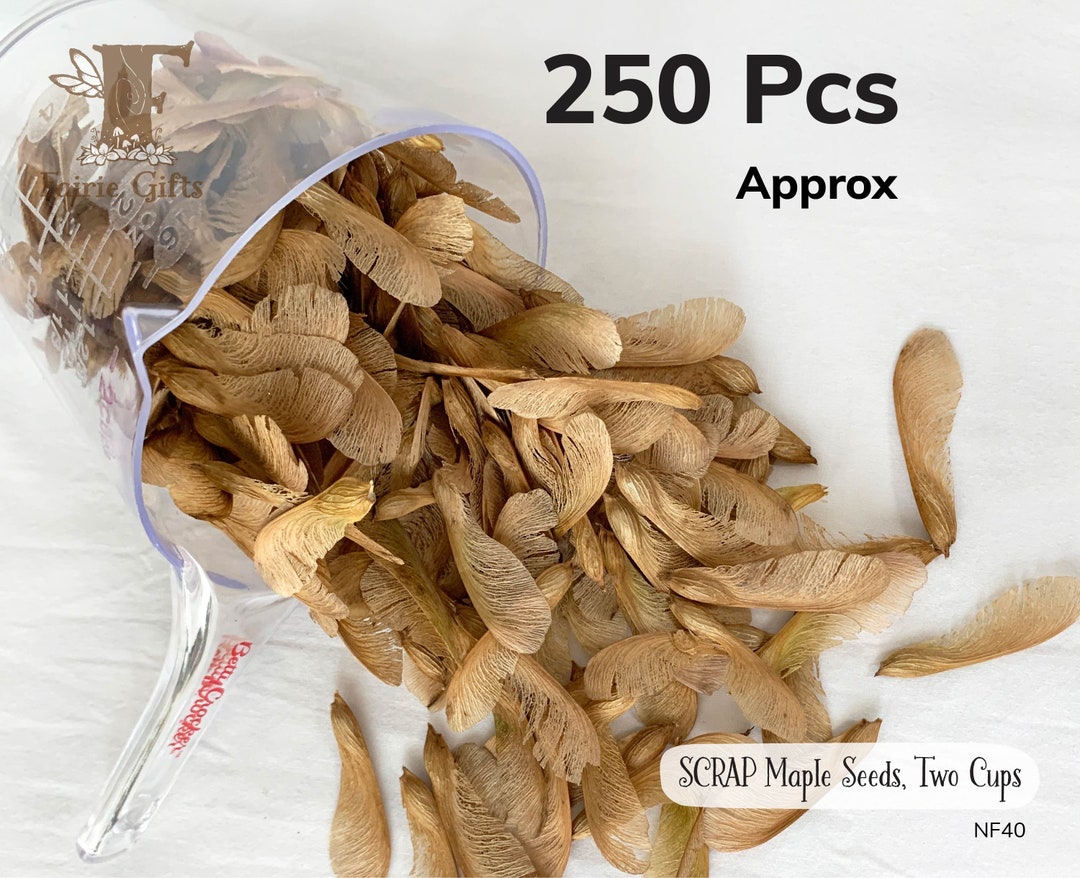SCRAP Dried Maple Seeds 2 Cups, Helicopter Seeds, Natural Maple Spouts ...