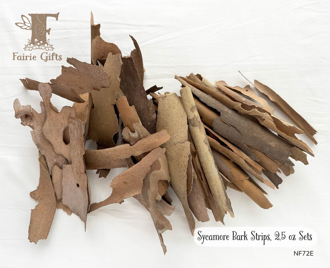 Sycamore Bark 2.5 Oz, Natural Tree Bark, Curly Bark Pieces, Forest ...
