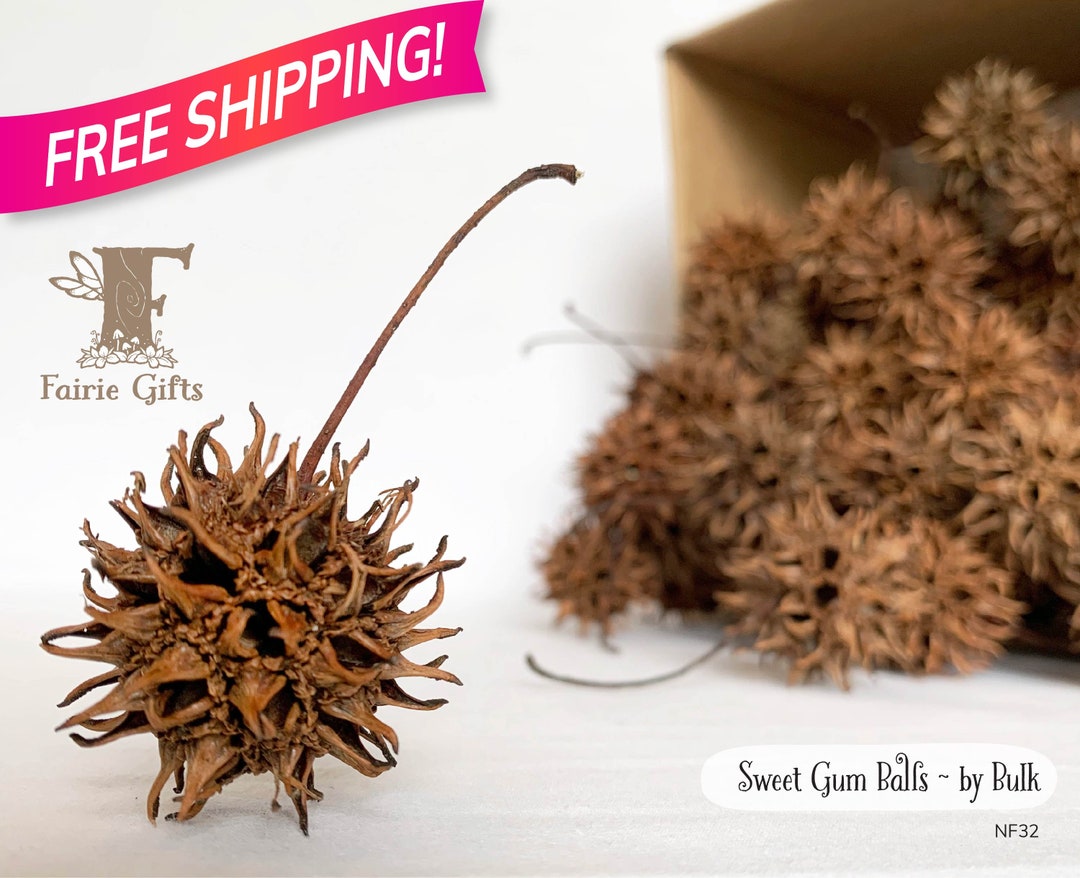 Sweet Gum Tree Balls by BULK 100 500 Pcs Sweet Gum Seed - Etsy