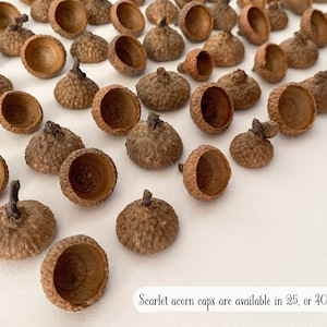 Acorn Caps 25-40 Ct, Small-medium Acorn Tops, Organic Acorn Hats, Dried ...