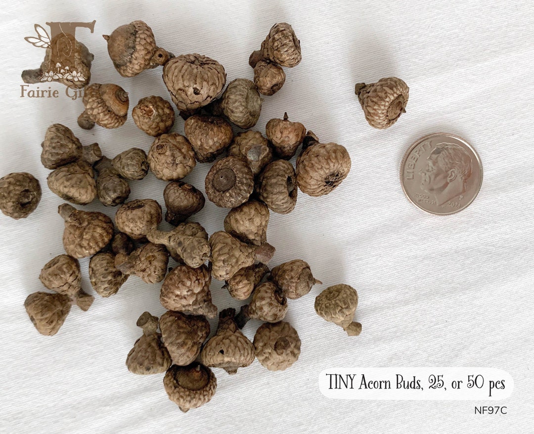 TINY Acorn Buds 25-50 Ct Mini Acorn Buds Cute Acorns - Etsy