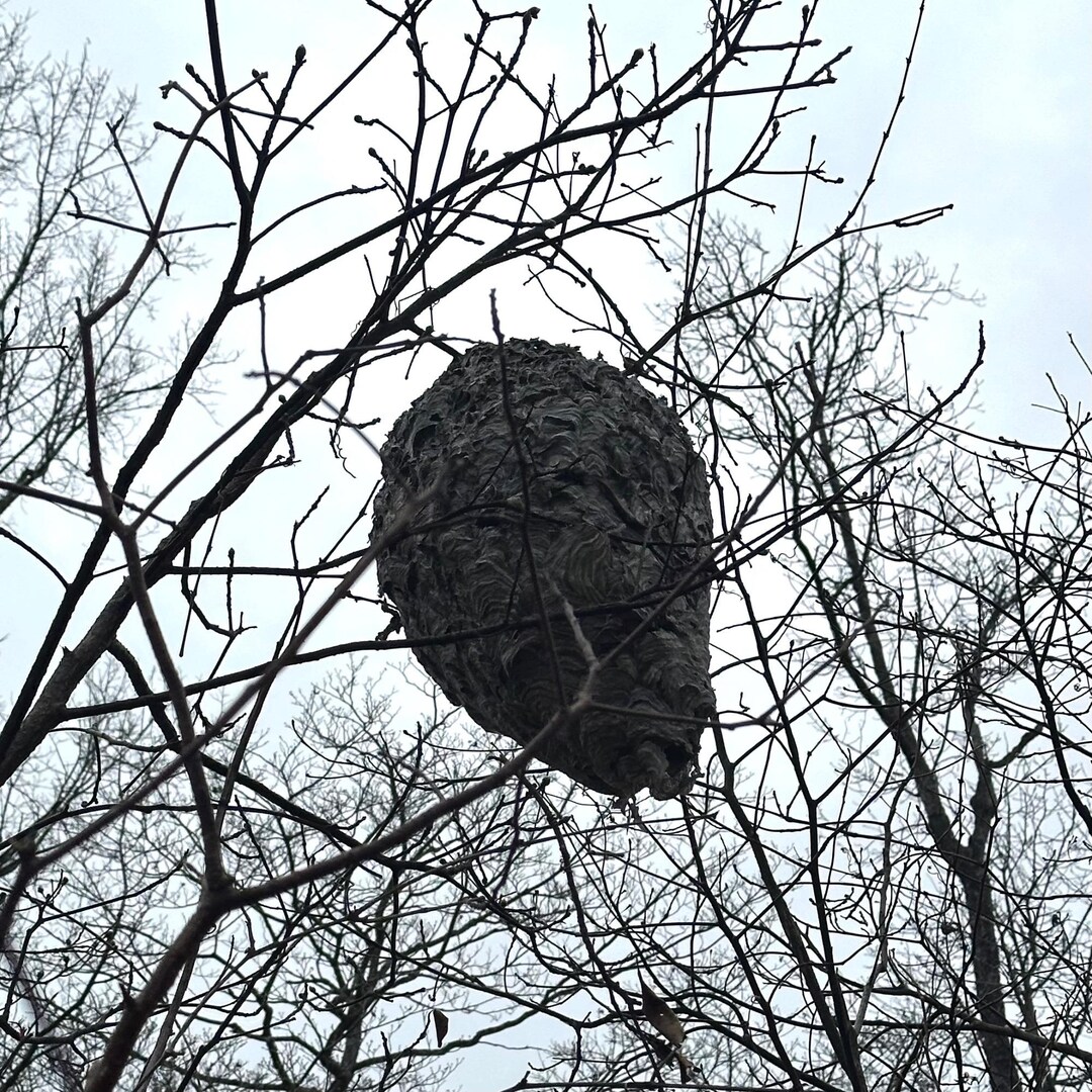 Hornets Nest Paper Natural Sculpture Man Cave School Science Taxidermy ...