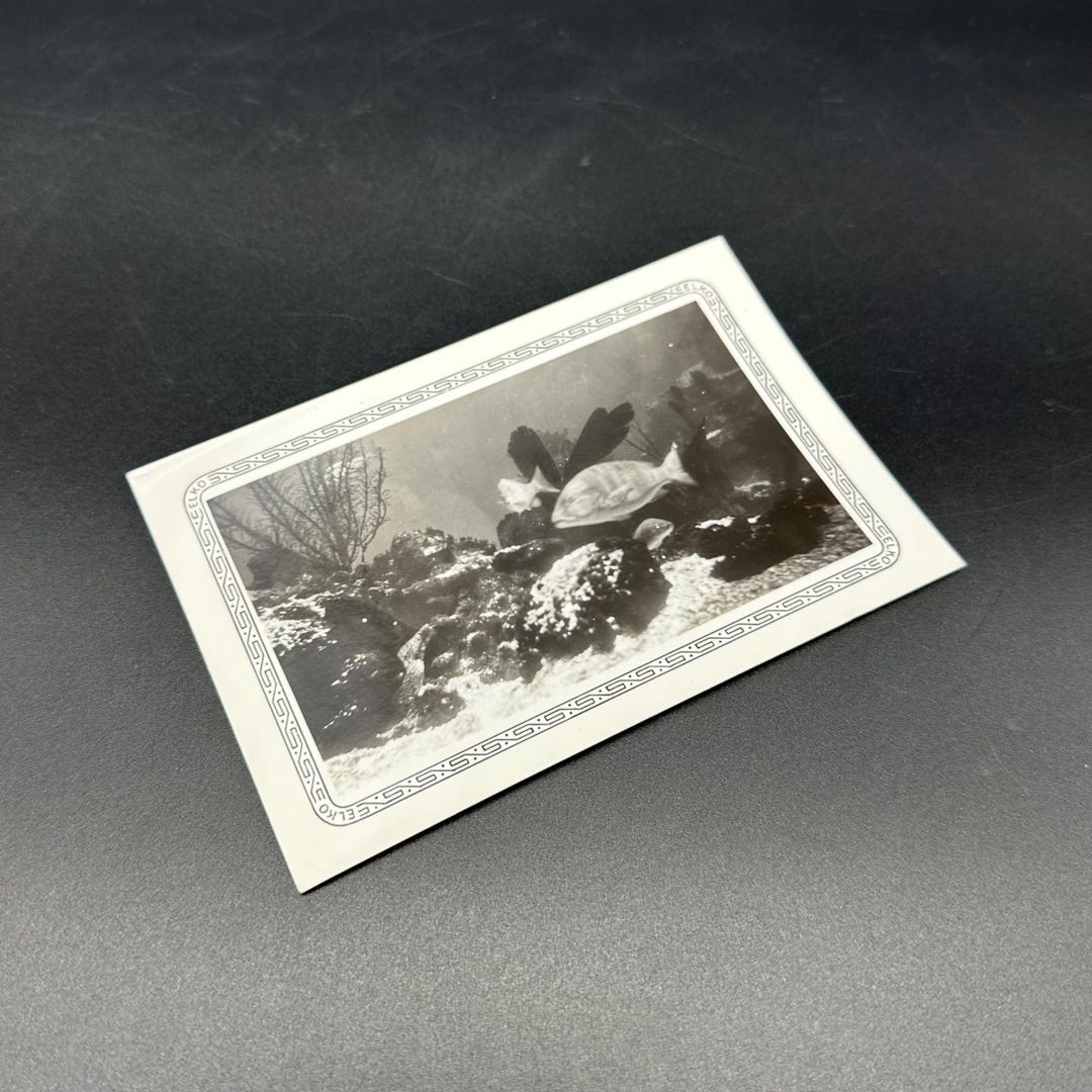 Vintage Photo 1950s Tropical Fish Aquarium Elko Border Black and White ...