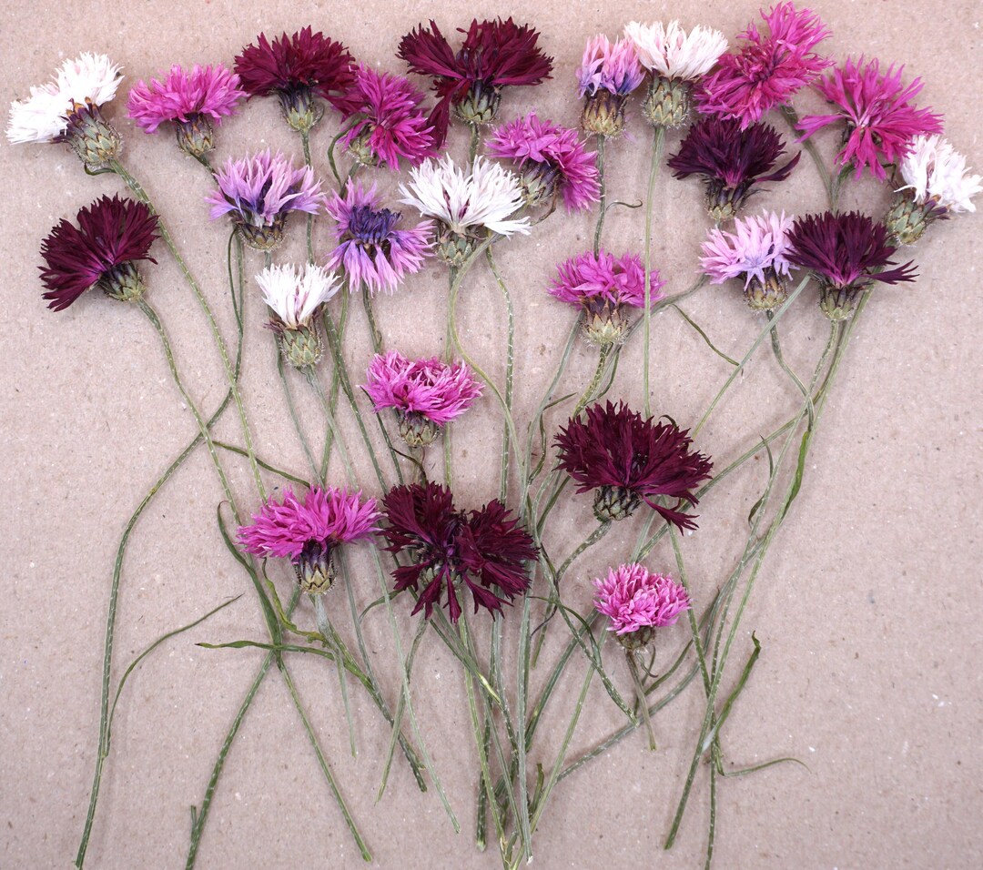 Pink Cornflowers Dried Edible Flowers Cake Decorating & Cocktail ...