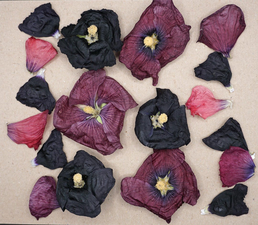 Hollyhocks | Dried Edible Flowers | Cake Decorating | Wee Flower Eater ...