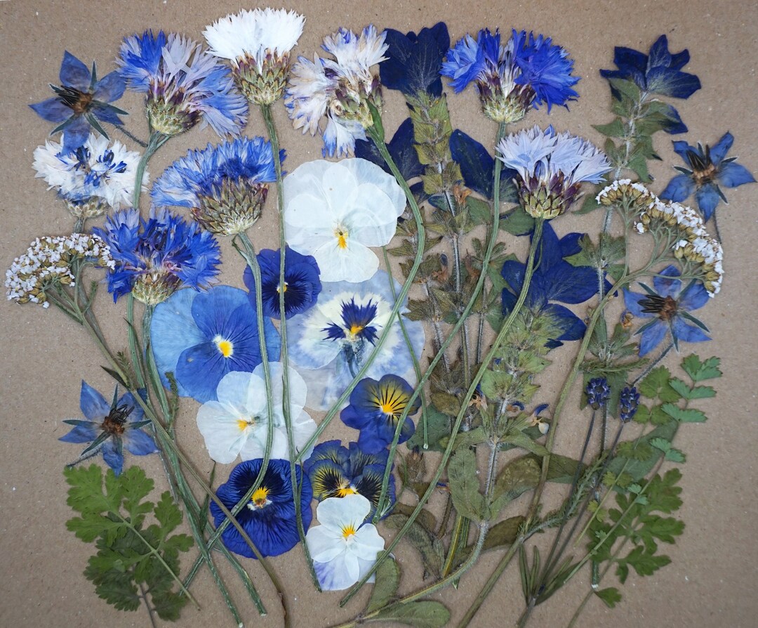 Something Blue Pressed Edible Flowers Cake Decorating Wee Flower Eater ...