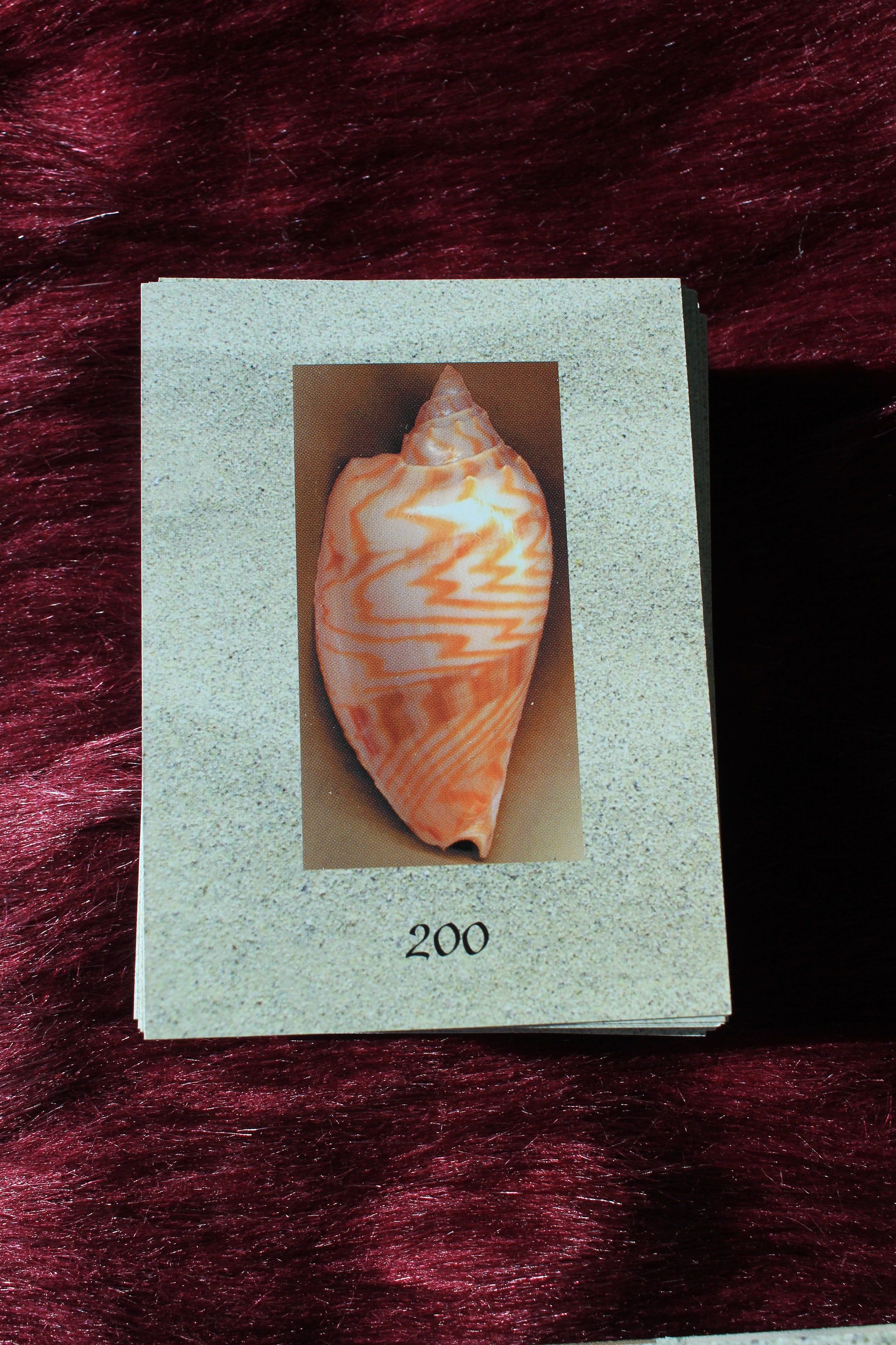 Ocean Oracle: What Seashells Reveal About Our True Nature by Michelle ...