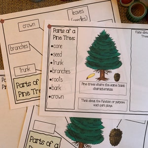 Pick a Pine Tree Book Companion | Christmas Book Study | Learn About ...